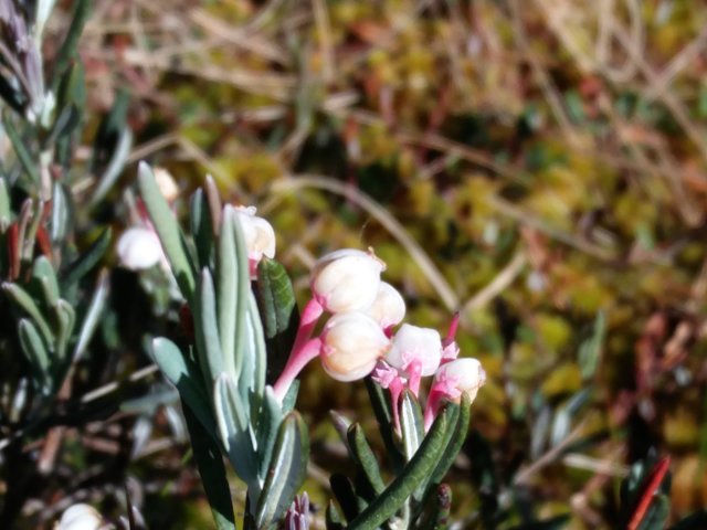 Eestimaa matkarajad: Valgesoo - Terviseviis