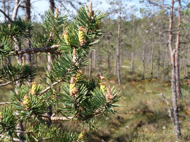 Eestimaa matkarajad: Valgesoo - Terviseviis