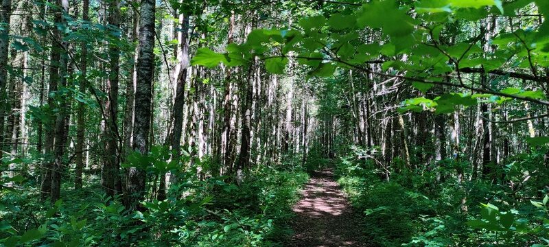 Pööripäeva aja ilu: Poruni matkarada põlismetsas - Terviseviis